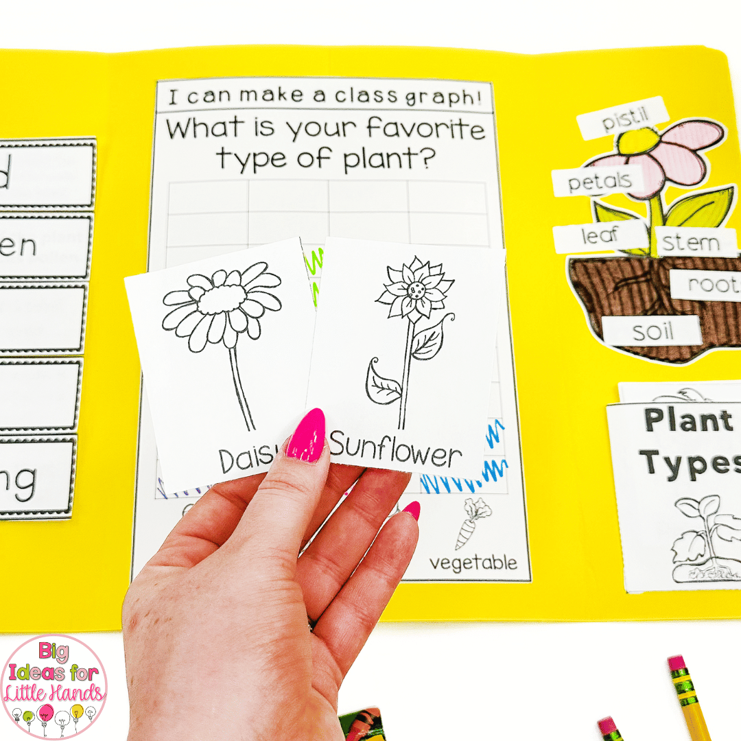 8 Kindergarten Plant Activities for a Fun Spring Lapbook - Big Ideas ...