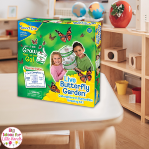 5 Fun Butterfly Research Activities for Kindergarten - Big Ideas for ...